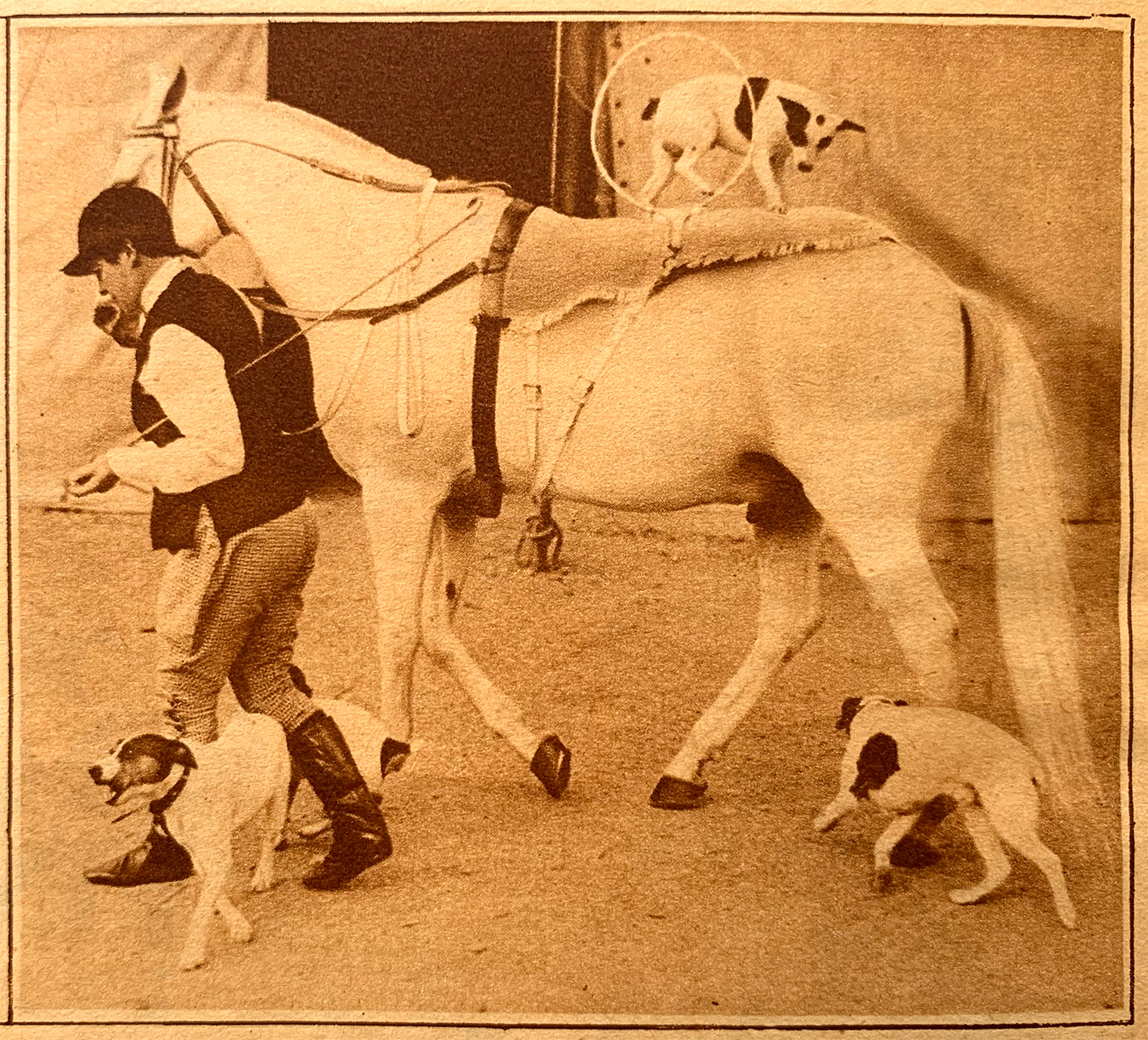 Haustiere – KNIEPEDIA